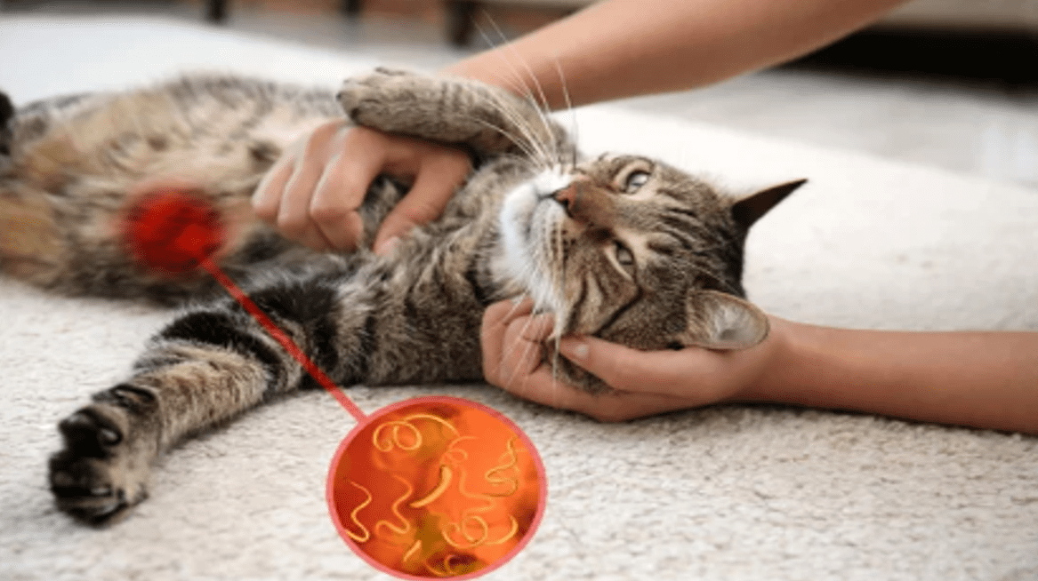 Parasite Control for Cats