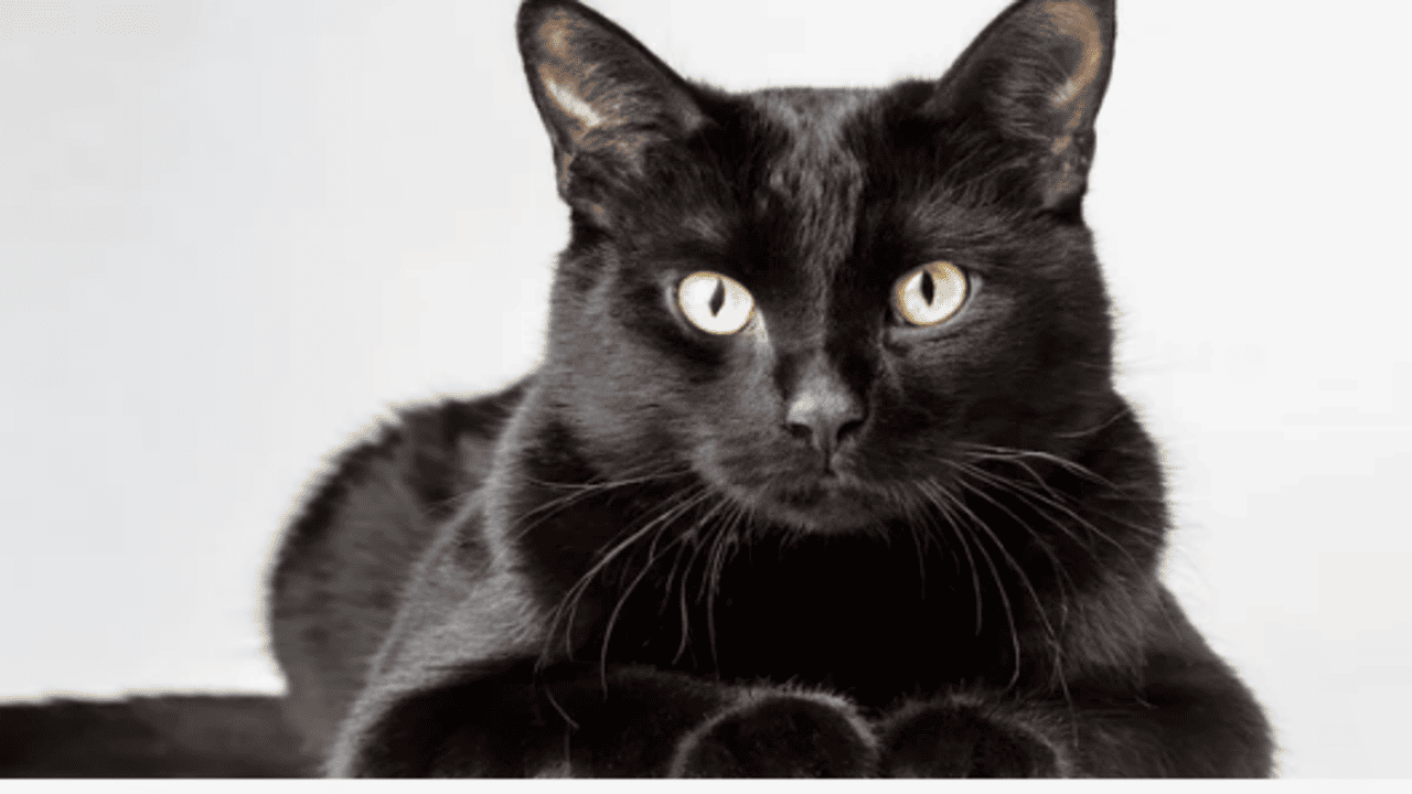 Meows, Minutes, and Mating: The Complete Cat Cycle Explained