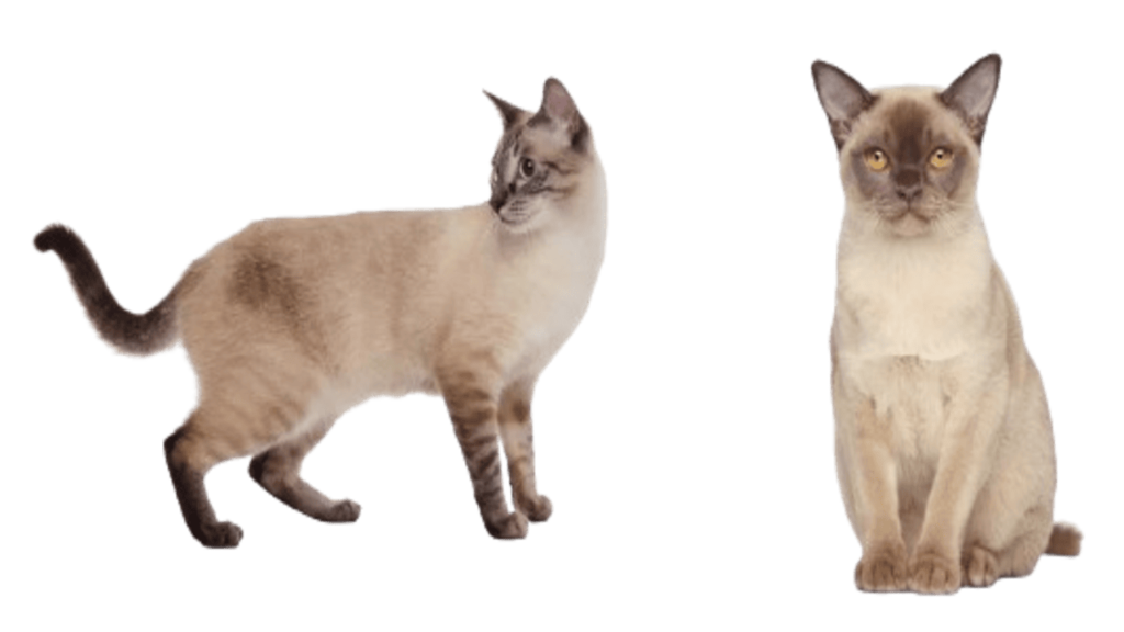 The Burmese cat