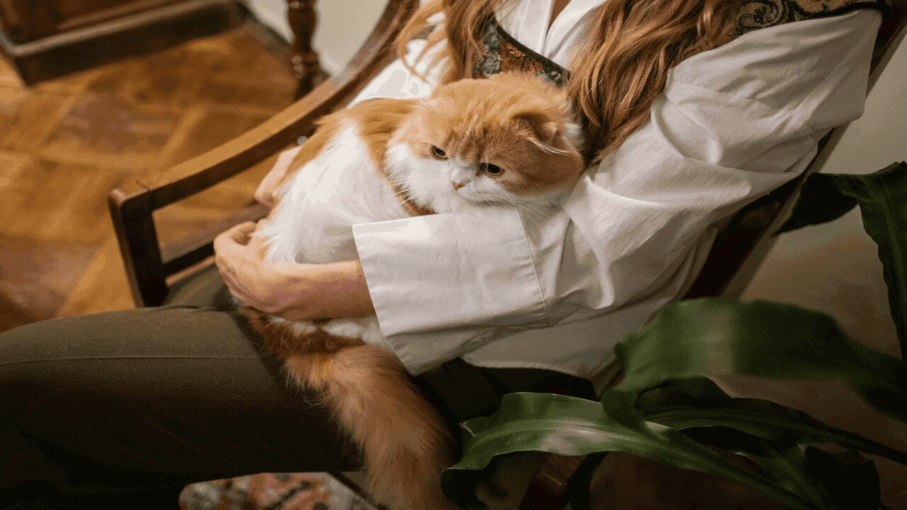 Ten Essential Tips for First-Time Cat Owners